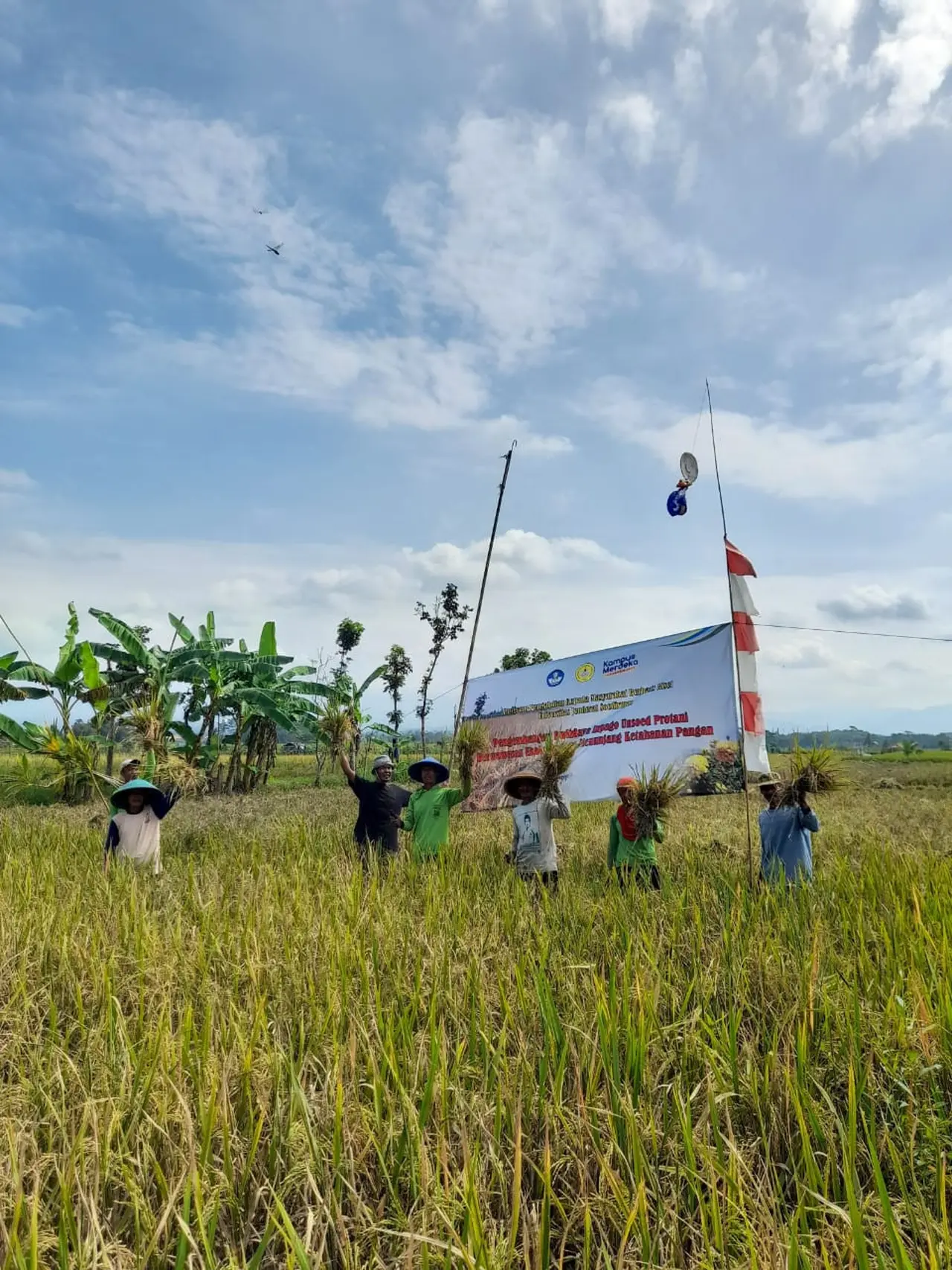 Gandeng Petani, Unsoed Budidaya Padi Protein Tinggi Ramah Lingkungan