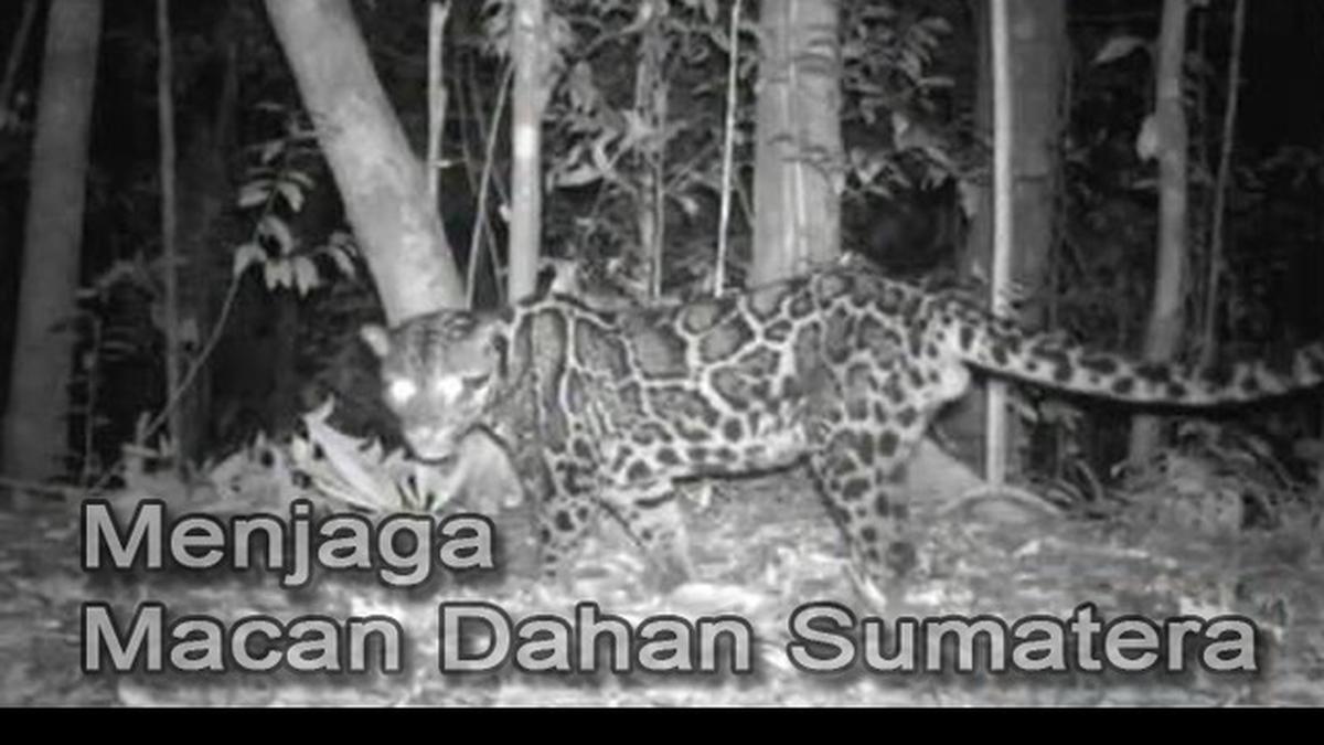 Potret: Menjaga Macan Dahan Sumatera - Video Liputan6.com