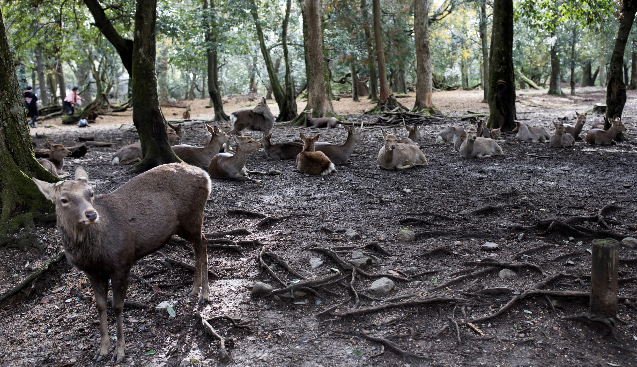 FOTO: Mengunjungi Nara, Taman Seribu Rusa di Jepang - Foto Liputan6.com