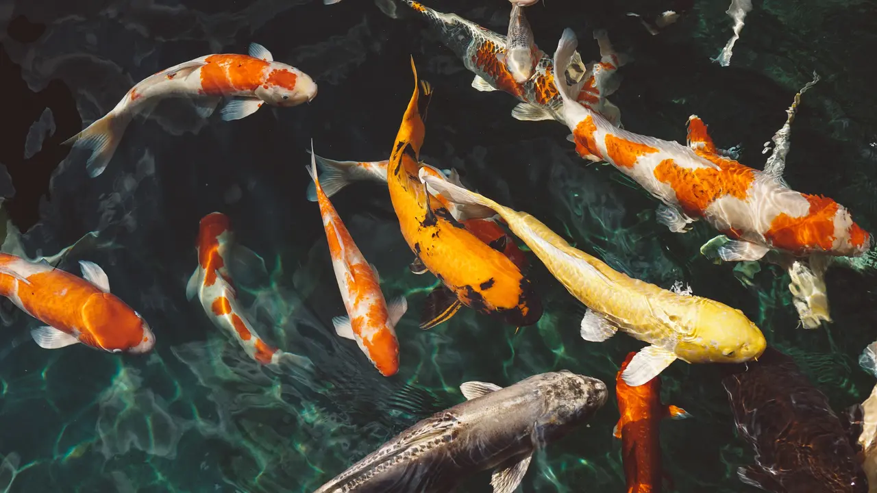 Ciri-Ciri Ikan, Klasifikasi dan Habitatnya, Ketahui Secara Dalam ...