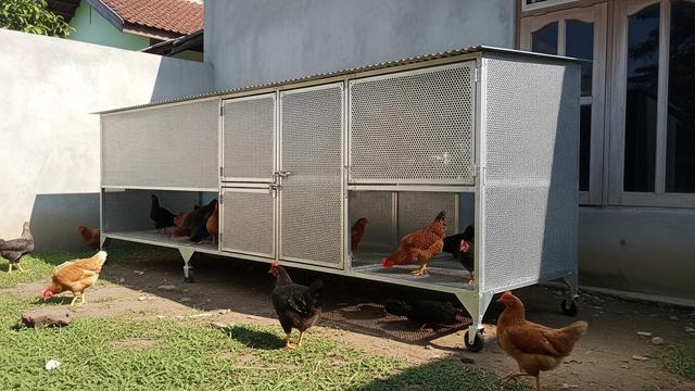7 Desain Kandang Ayam Petelur Skala Rumahan, Solusi Efisien untuk ...