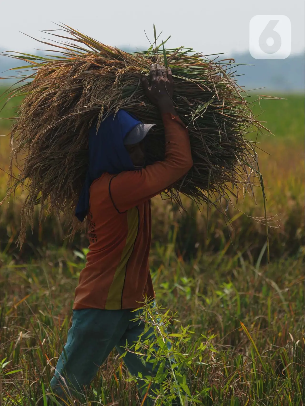 Harga Gabah Kering Panen Jadi Rp 6.500 Mulai Hari Ini 15 Januari 2025 ...