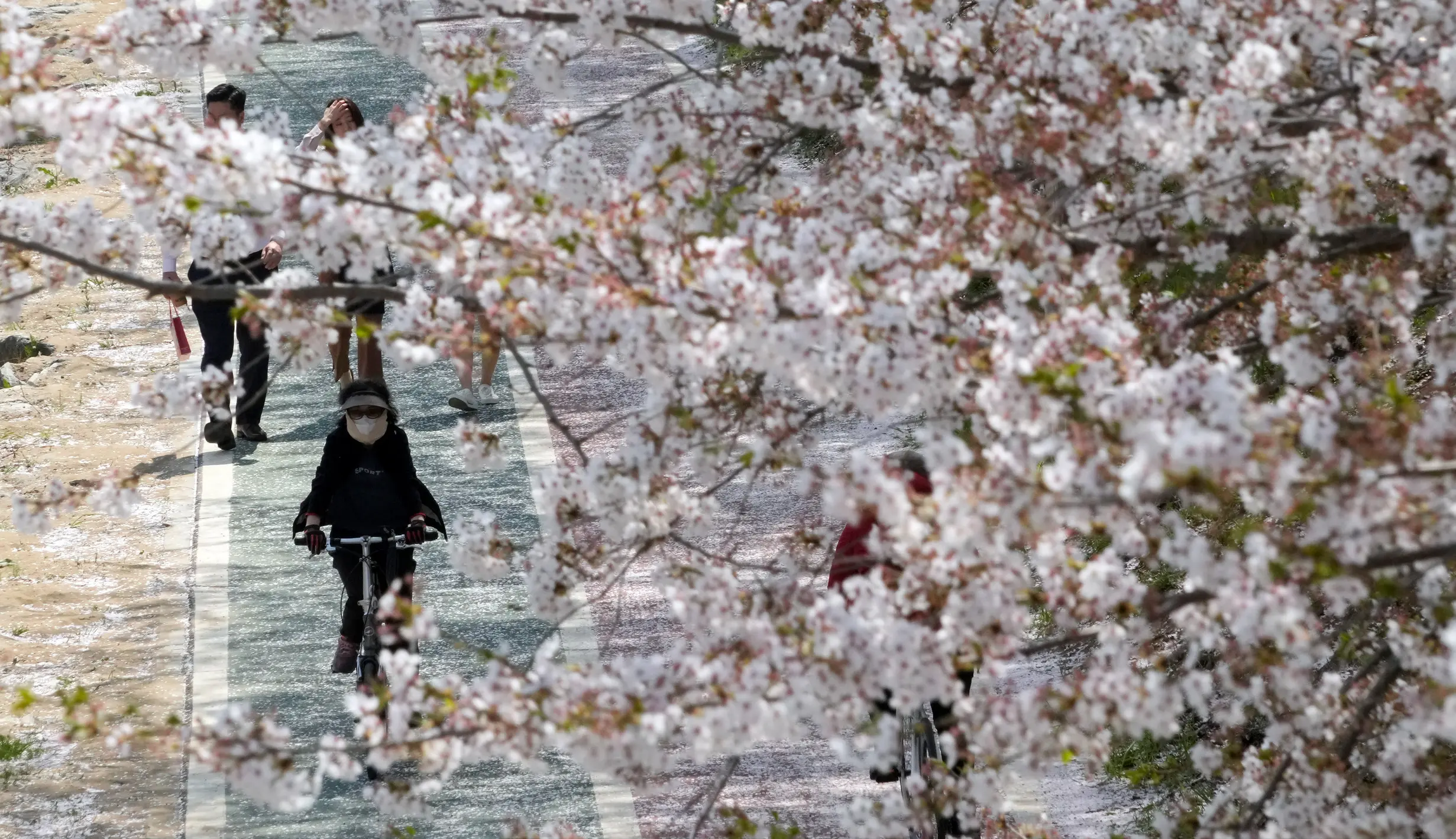 Bunga Sakura Bermekaran, Warga Korea Selatan Datangi Taman-Taman - Foto Liputan6.com