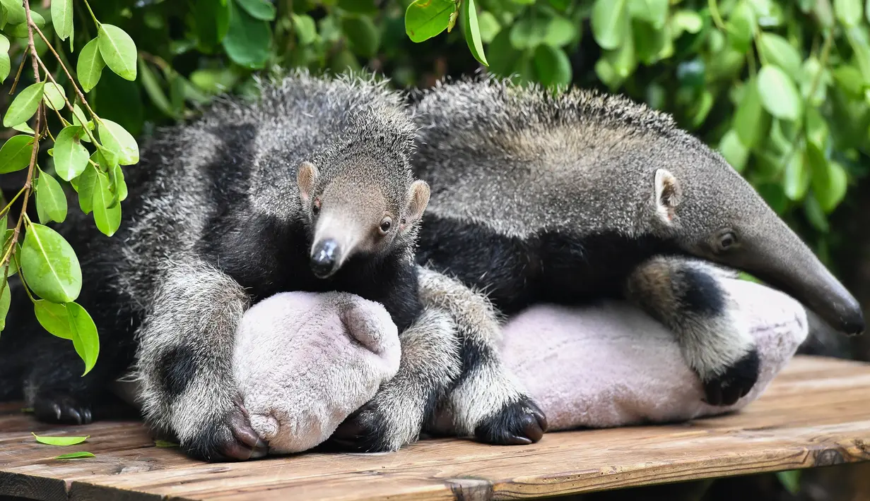 FOTO: Taman Safari di China Kenalkan Bayi Tenggiling Kembar - Foto ...