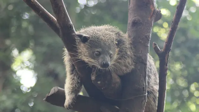 8 Jenis Musang Paling Mahal untuk Dipelihara di Rumah - Hot Liputan6.com