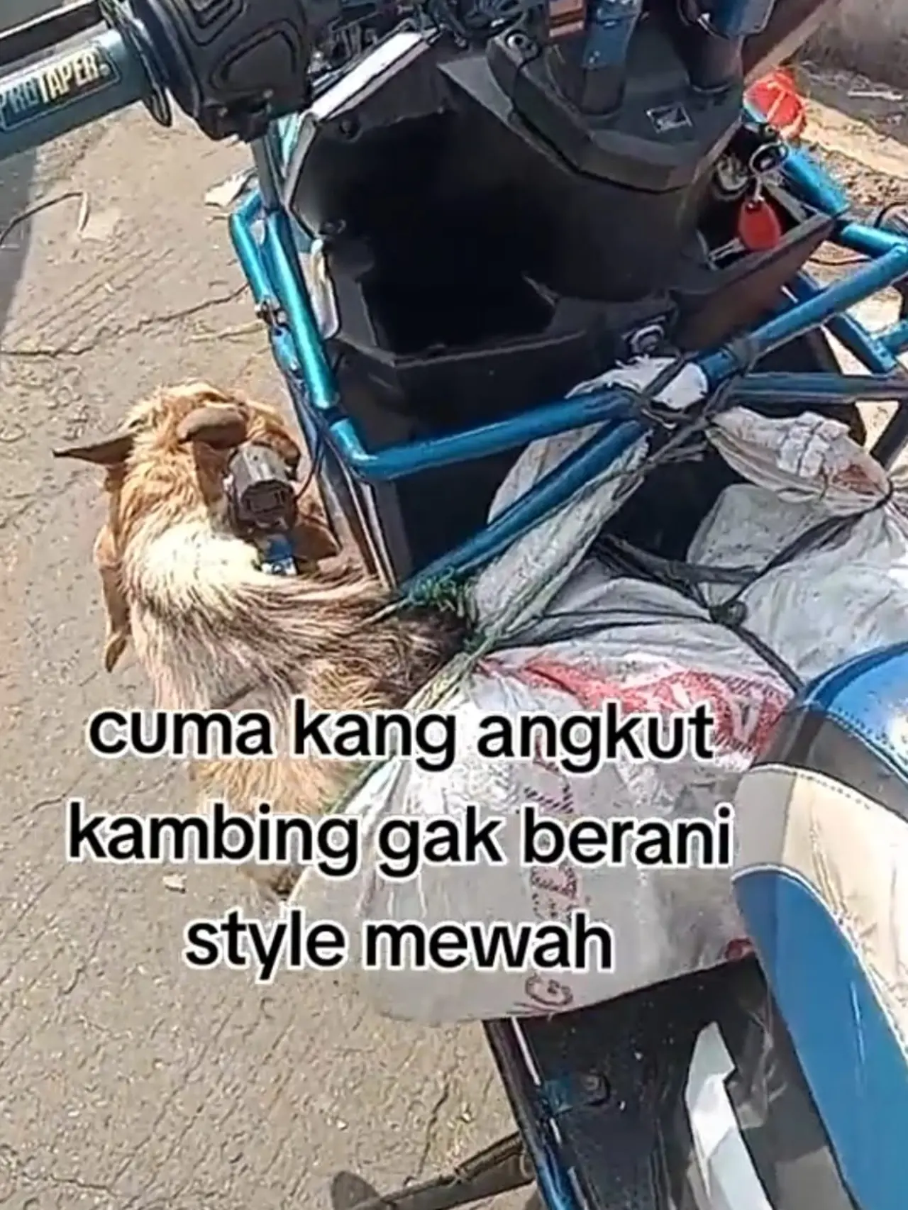 6 Potret Angkut Hewan Kurban Kocak Tapi Kreatif, Sapi dan Kambing Tetap ...