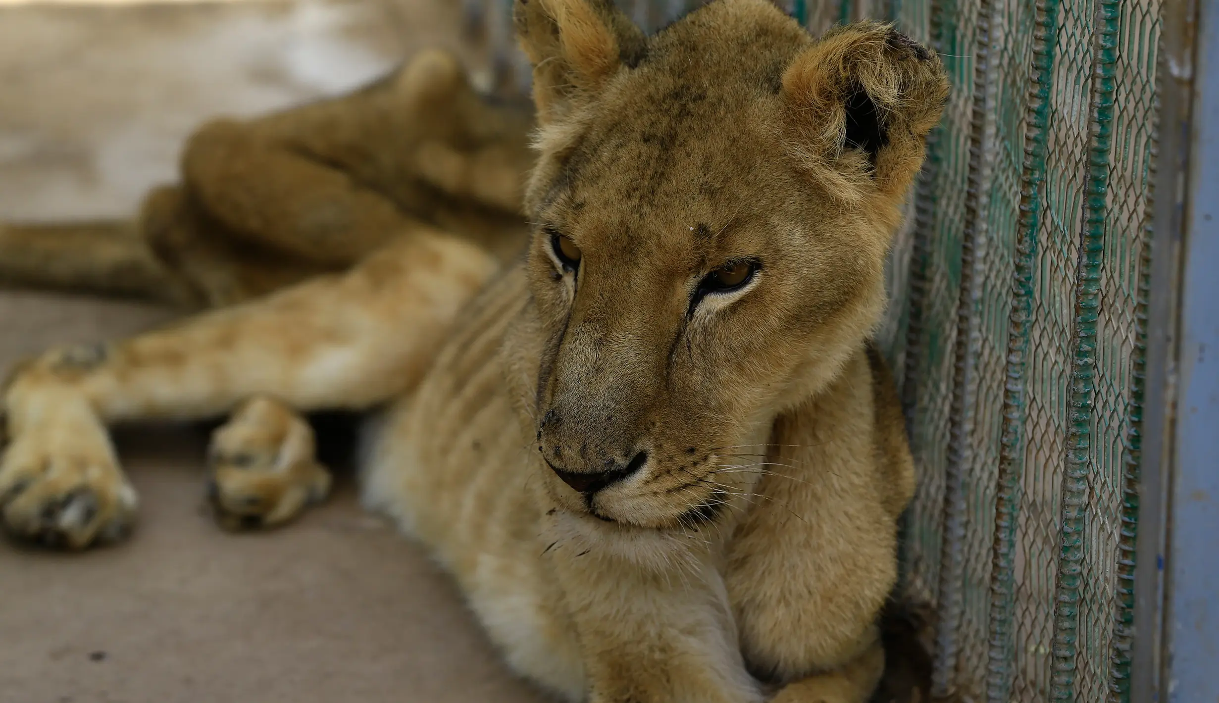 FOTO: Potret Mengenaskan Singa-Singa Kurang Gizi di Sudan - Foto ...