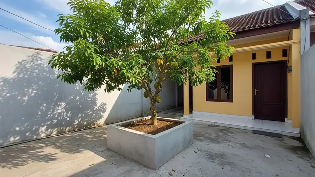 14 Pohon Buah yang Tidak Merusak Talud dan Drainase Rumah, Aman untuk ...