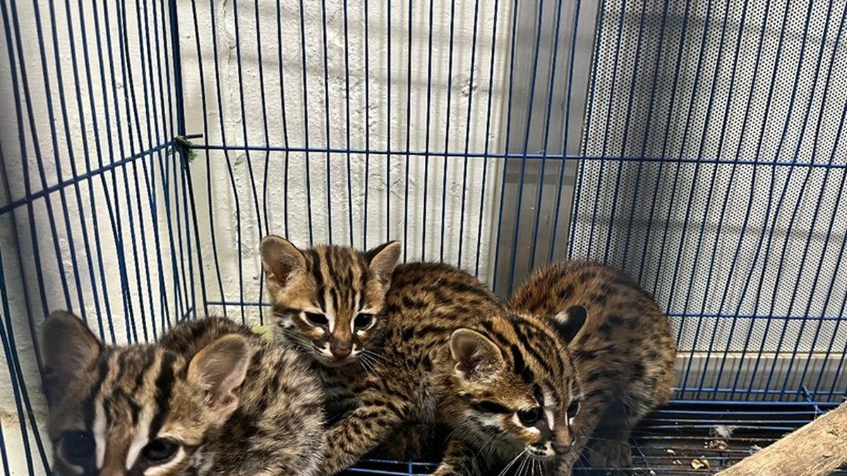 Mengenal Kucing Kuwuk, Predator Mungil Berstatus Dilindungi yang ...