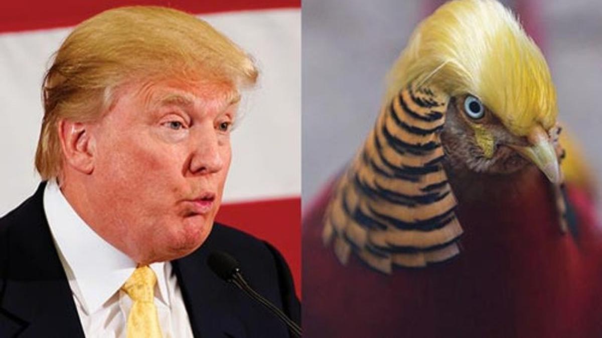 7 Hewan yang Pernah Diserupakan dengan Presiden AS Donald Trump