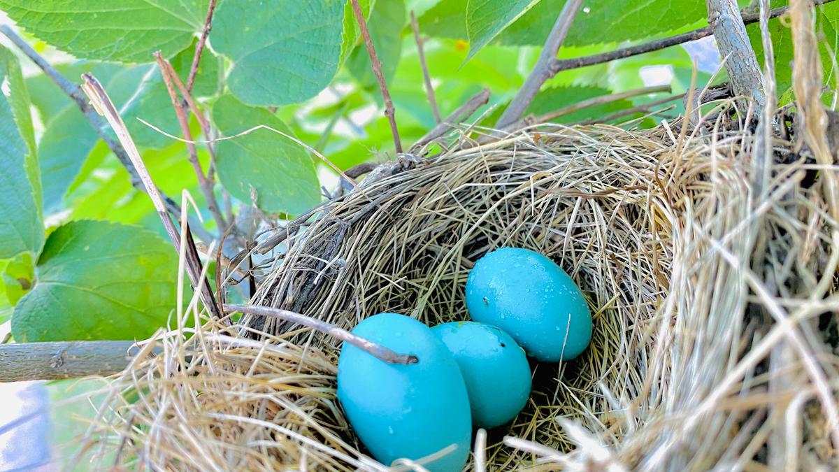 Unik dan Langka, 15 Burung Ini Bertelur dengan Warna Biru Cantik