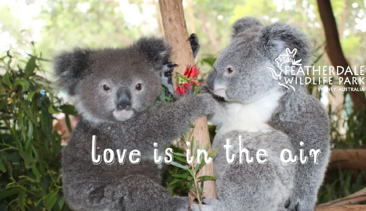 Archer si Koala Imut Yang Akan Membuat Anda Gemas