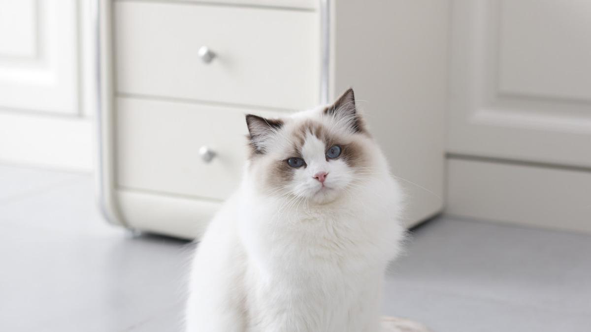 Jarang Rontok, Ini Alasan Bulu Kucing Ragdoll Bertebaran di Sekitar Rumah