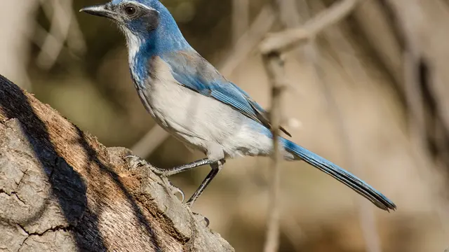 9 Burung Tercerdas di Dunia, Ada yang Suka Mencuri Perhiasan - Citizen6 ...
