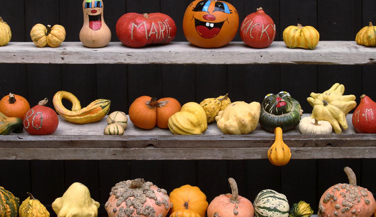 Lihat, Labu di Austria Ini Punya Berbagai Macam Bentuk - Foto Liputan6.com