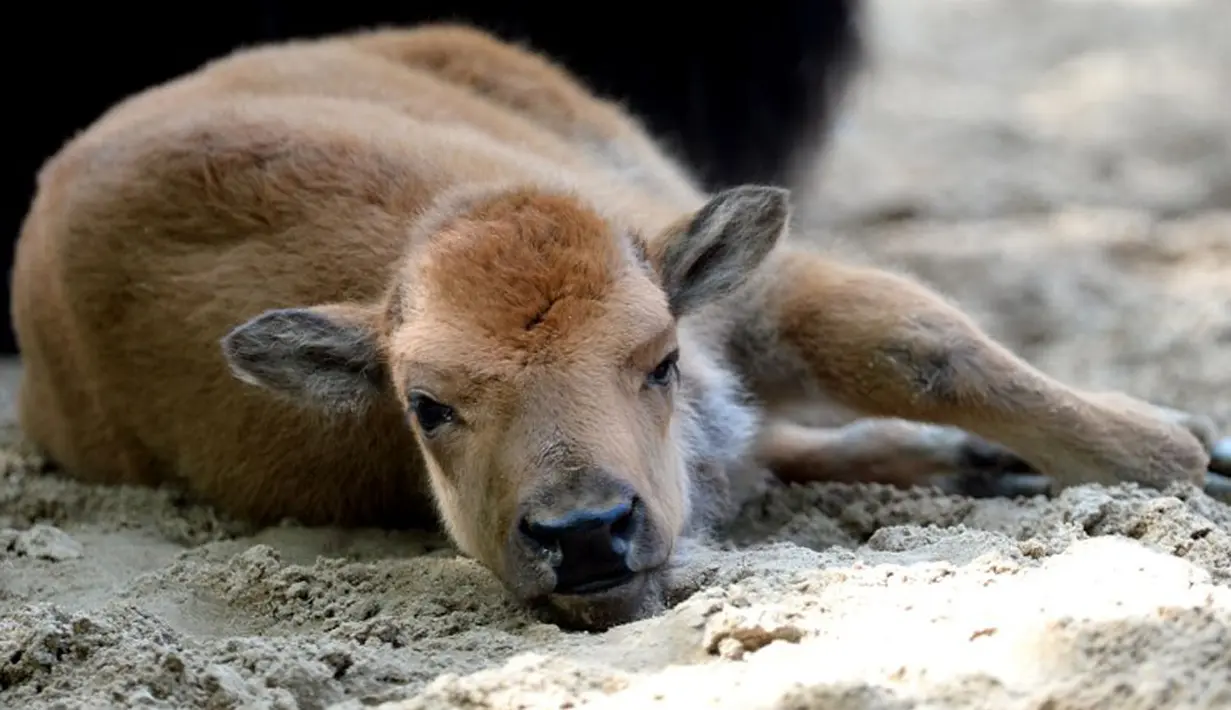 Tingkah Menggemaskan Bayi Hewan di Kebun Binatang Jerman - Foto ...