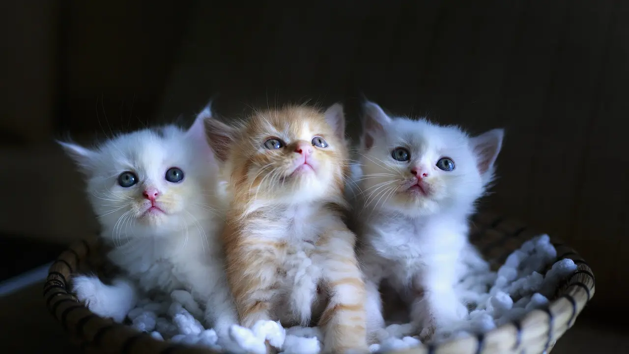 Hari Kucing Sedunia, Berikut Deretan Ras Kucing Termahal - Bisnis ...