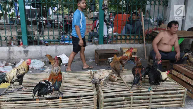 Cara Beternak Ayam Kampung untuk Pemula, Mudah dan Menguntungkan - Hot Liputan6.com