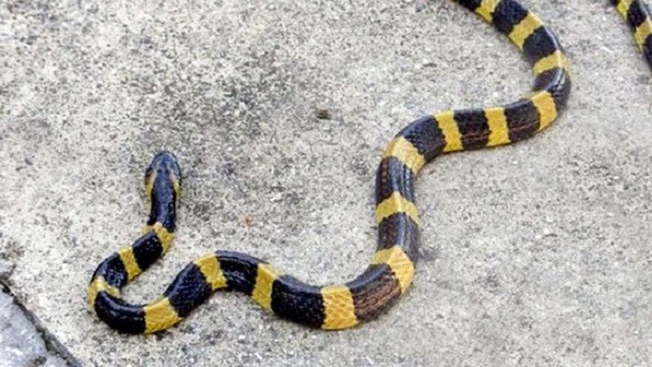 Ciri Ular Weling dan Bedanya dengan Welang yang Penting Diketahui
