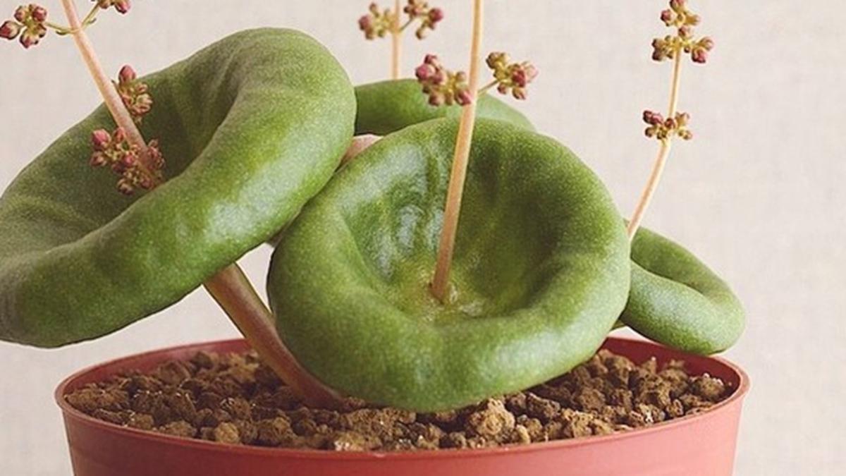 7 Tanaman Hias Unik Yang Bakal Ngetren Tahun Ini
