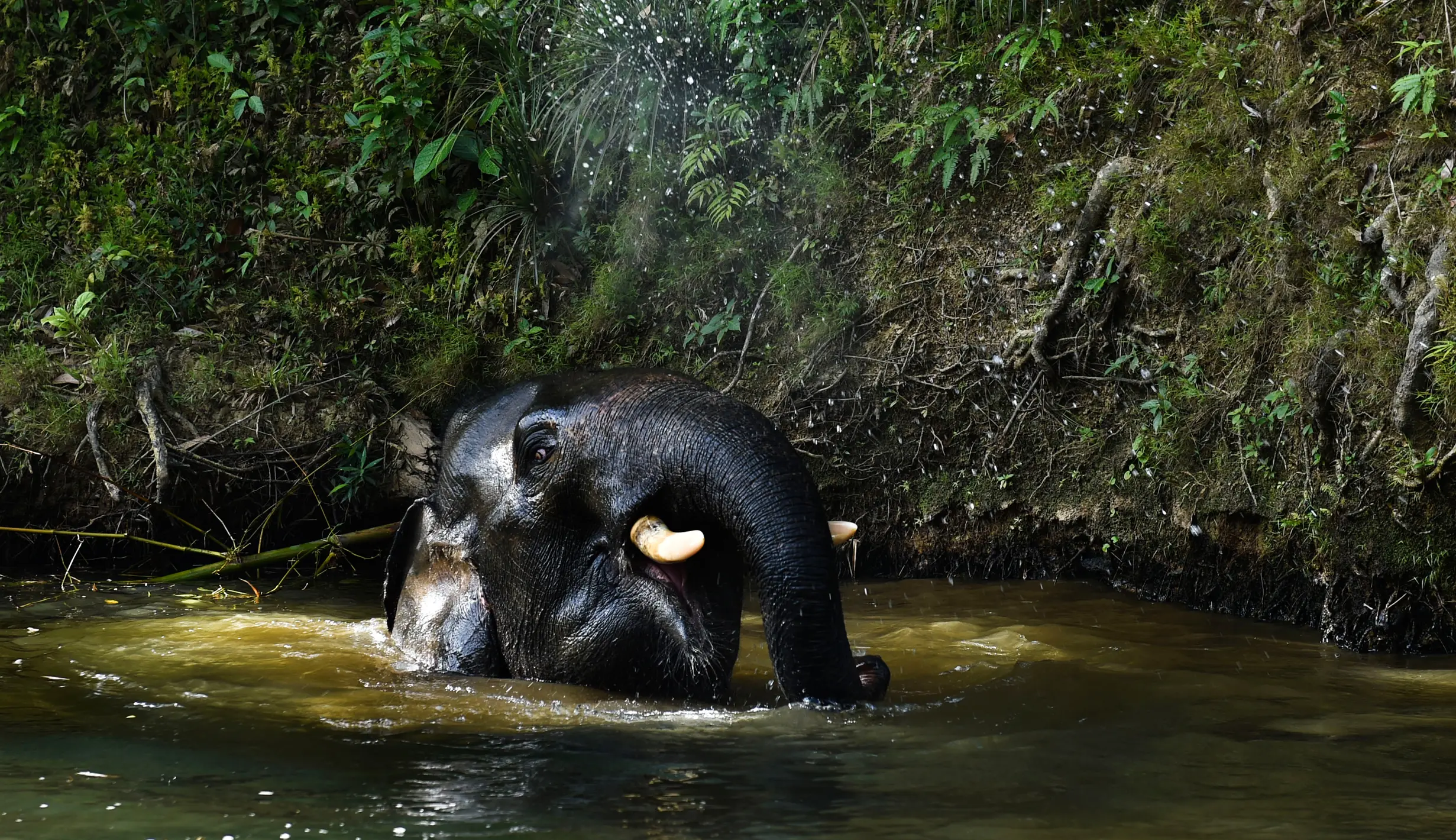 FOTO: Merawat Gajah Sumatera yang Terancam Punah