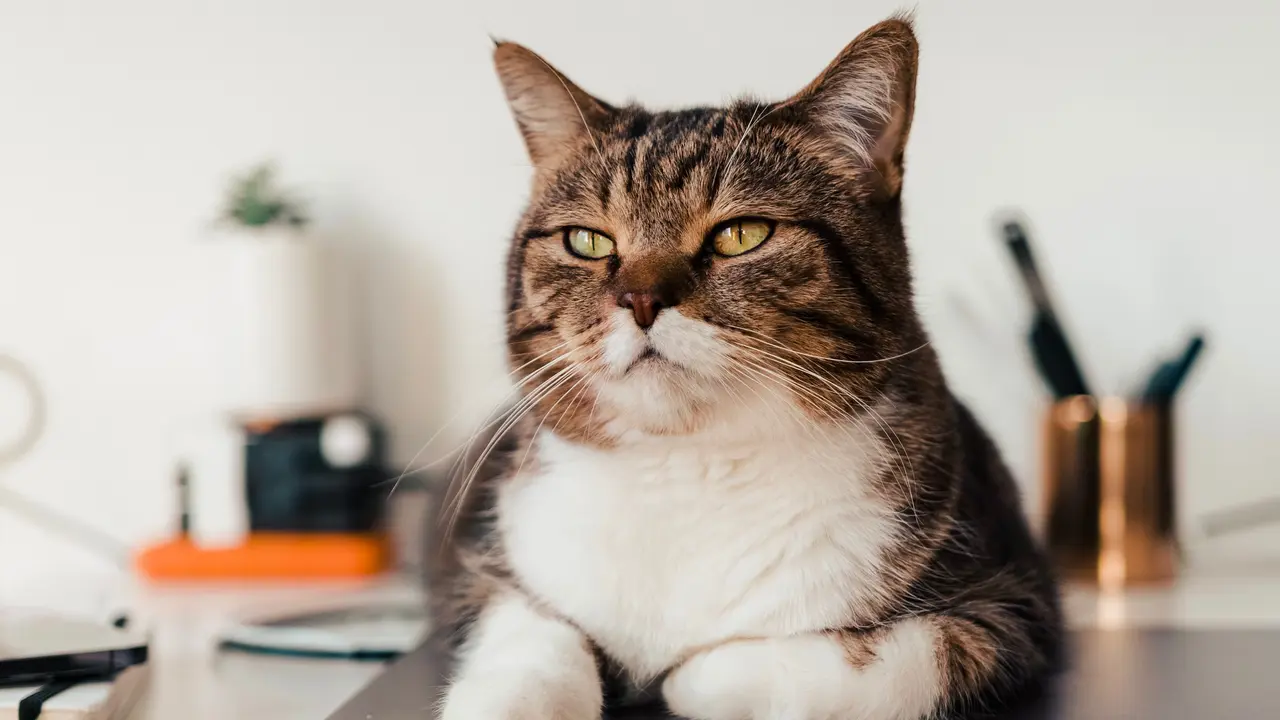 Hasil Riset: Kucing Rumahan Bisa Bedakan Nama Teman-Temannya ...