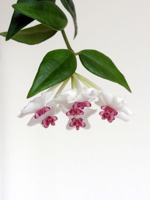 15 Macam-Macam Bunga Hias Gantung, Kenali Karakteristik dan Namanya