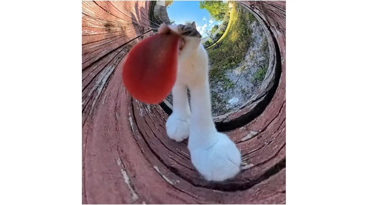 6 Potret Kucing saat Selfie Pakai Kamera 360 Derajat, Gayanya Jadi Konyol
