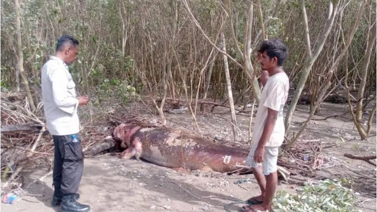 Tragis, Seekor Dugong Ditemukan Mati Terdampar di Pantai Panmuti Kupang