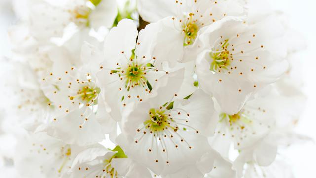 10 Macam Penyerbukan Tumbuhan, Ketahui Proses dan Contohnya - Hot ...