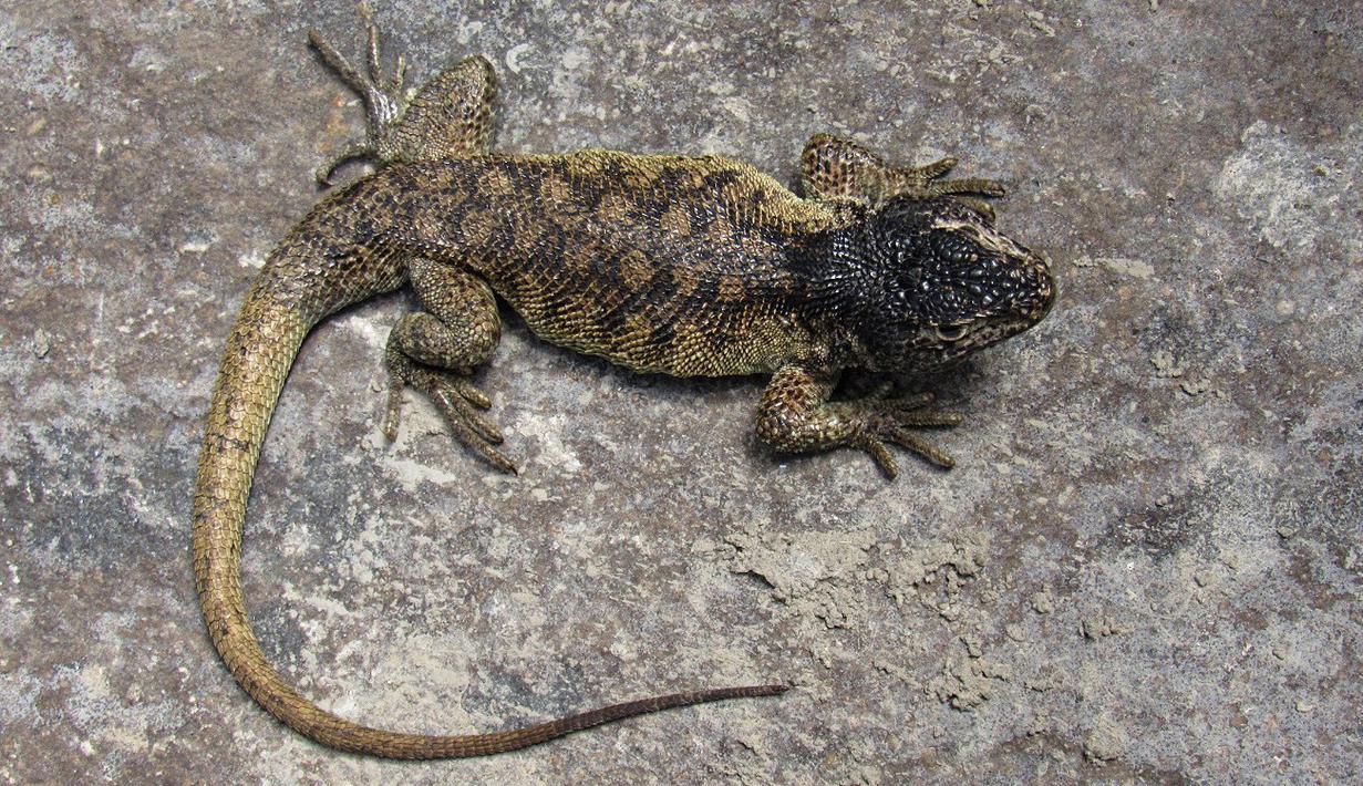 FOTO: Kadal Spesies Baru Ditemukan di Peru - Foto Liputan6.com