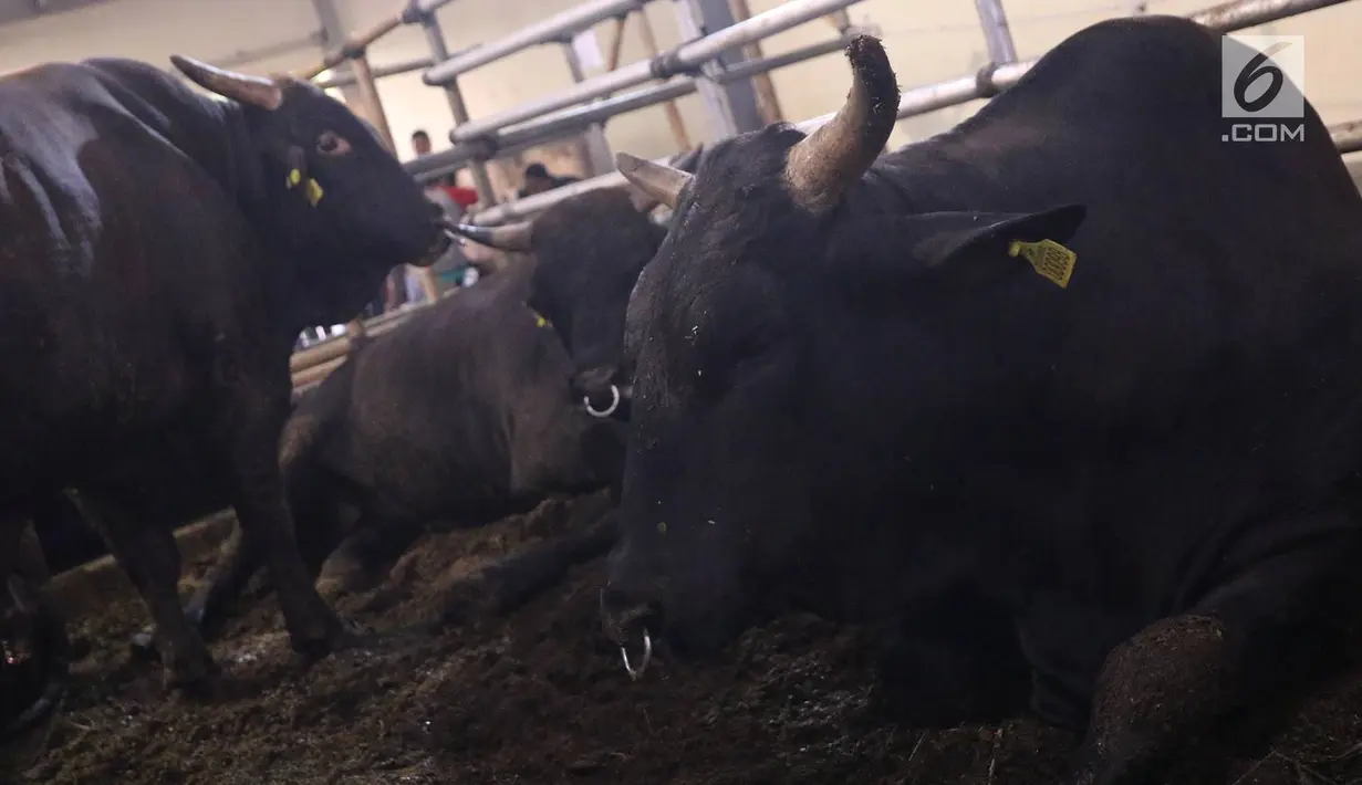 PHOTO: Dilayani SPG Cantik, Mall Ini Jual Sapi Qurban Asal Jepang ...