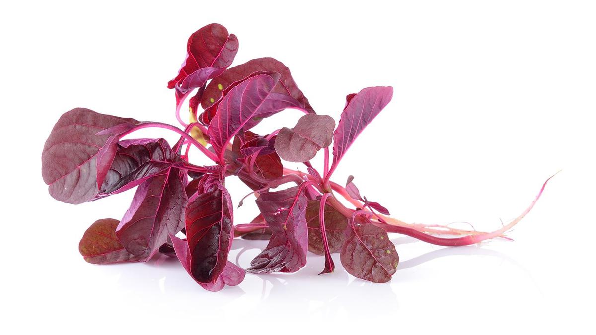 12 Manfaat Bayam Merah untuk Kesehatan, Kaya Nutrisi Penting - Hot ...