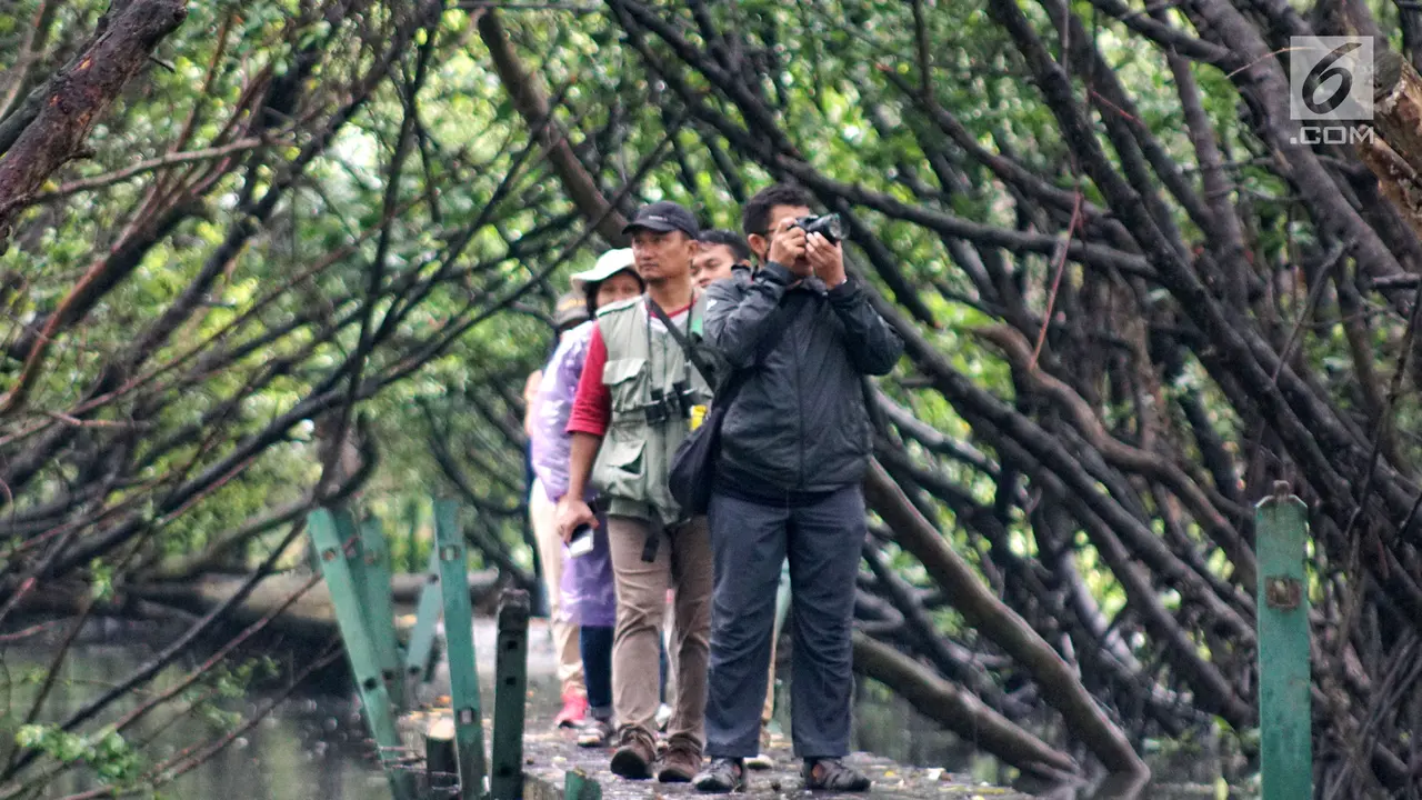 Taman Wisata Alam Mangrove Angke Kapuk, Alternatif Liburan di Jakarta ...