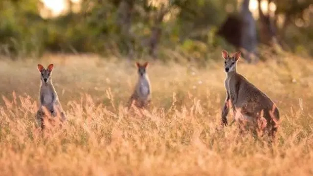 8 Ciri Ciri Mamalia yang Perlu Diketahui, Beserta Pengertian dan ...