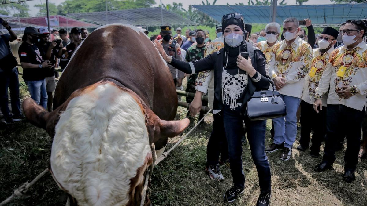 Berita Sapi Monster Hari Ini - Kabar Terbaru Terkini | Liputan6.com