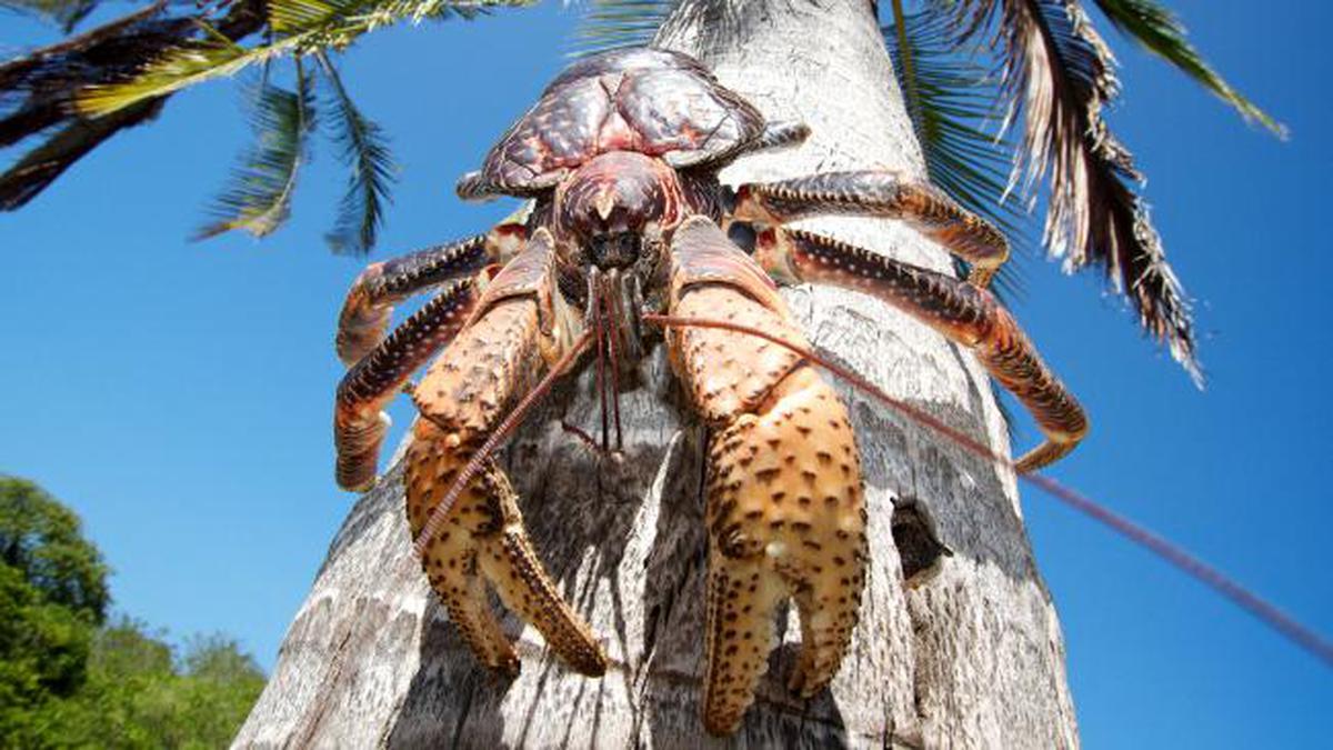 Turis Ini Berani Peluk Kepiting Raksasa - Global Liputan6.com