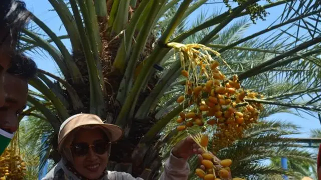 Cek Lokasi dan Harga Tiket Wisata Kebun Kurma Pasuruan, Swafoto Ala di ...
