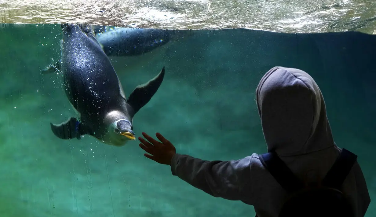 FOTO: Melihat Penguin Gentoo yang Baru Didatangkan di Belgia - Foto ...