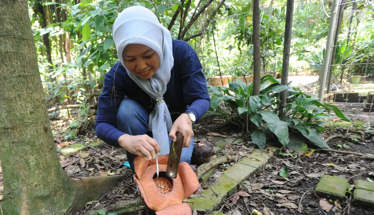 FOTO: Bunga Langka Rafflesia Patma Mekar di Kebun Raya Bogor - Foto ...