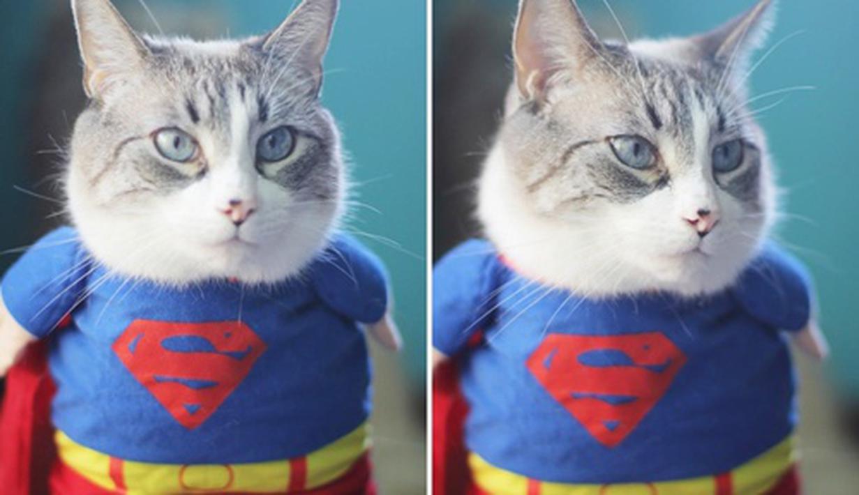 10 Kucing Menggemaskan Dengan Kostum Unik - Photo Fimela.com