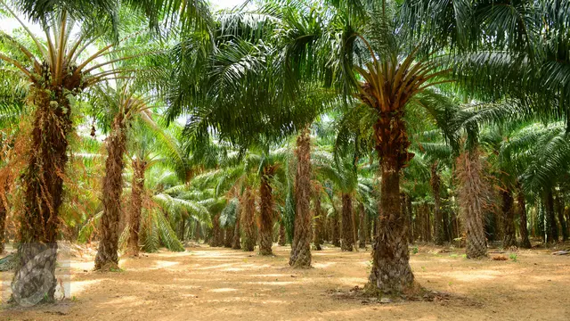 Hingga 2020, Realisasi Peremajaan Sawit Rakyat Capai 200 Ribu Ha ...