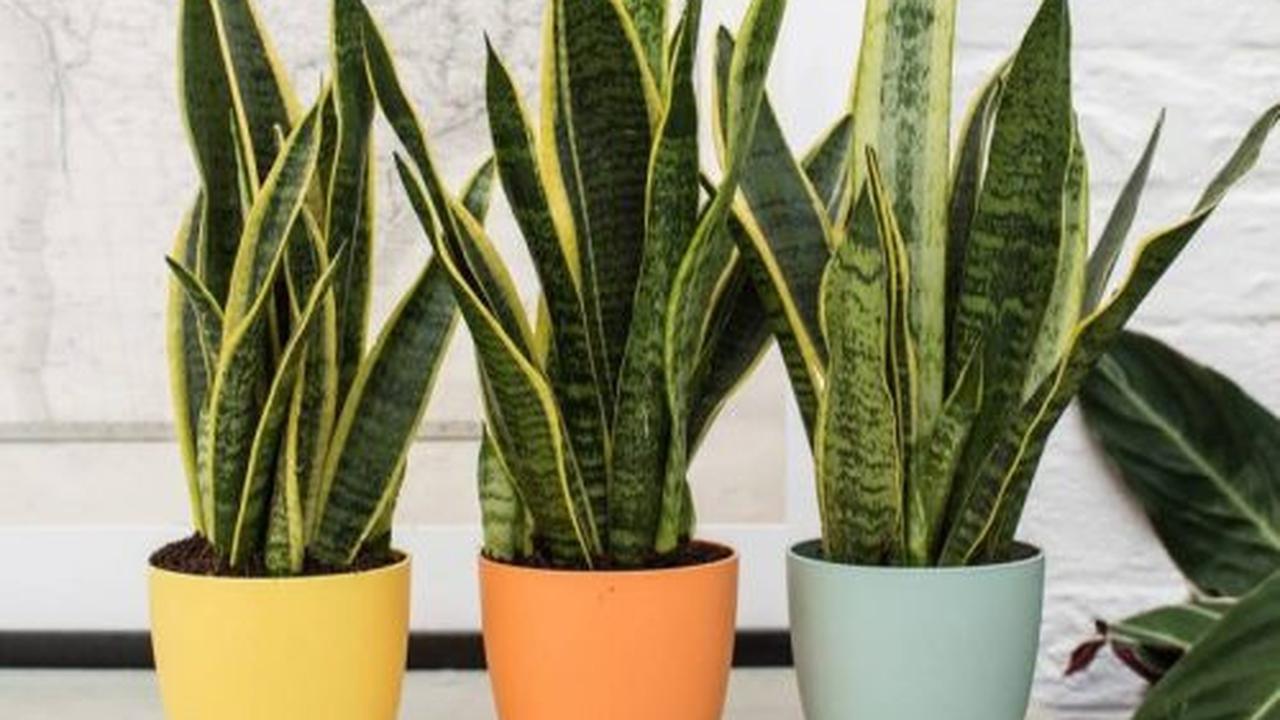 7 Tanaman Pot Hias Penyerap Polusi Udara dalam Rumah, Solusi Alami ...