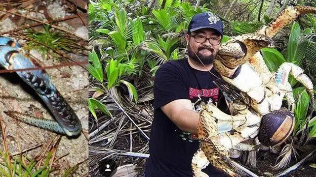5 Jenis Kepiting Terbesar di Dunia, Ada yang Mencapai 39 Kg - Citizen6 ...