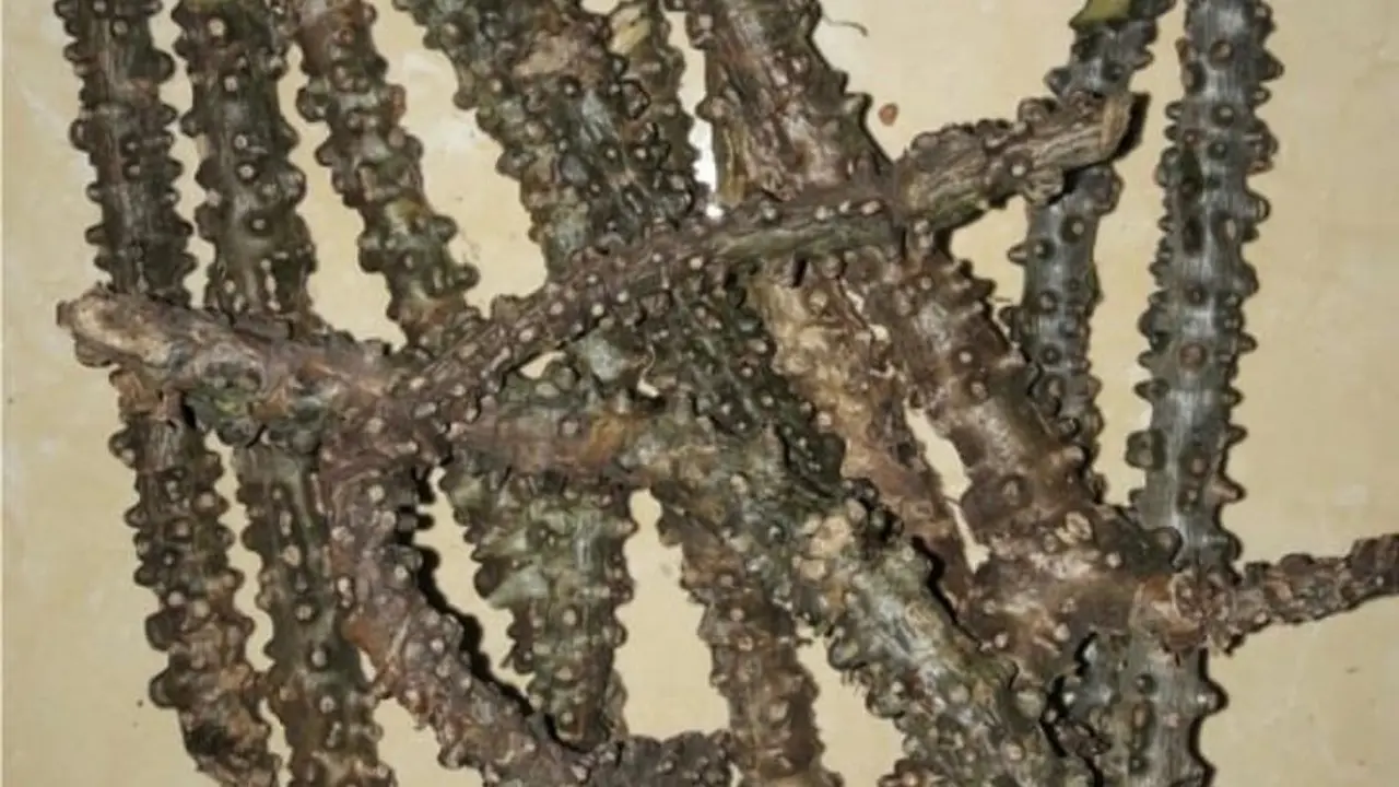 Cara Membuat Jamu Pahitan yang Punya Sederet Manfaat - Lifestyle ...