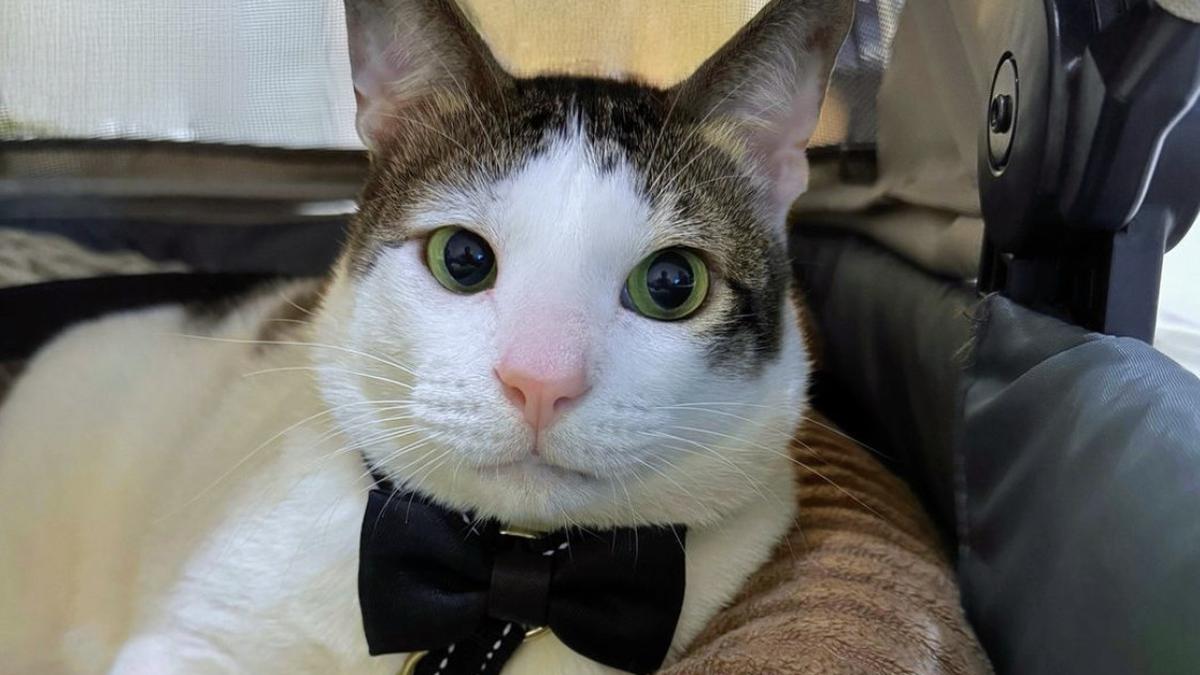 Mengintip Harga Fantastis Stroller Bobby Kertanegara, Kucing Peliharaan ...