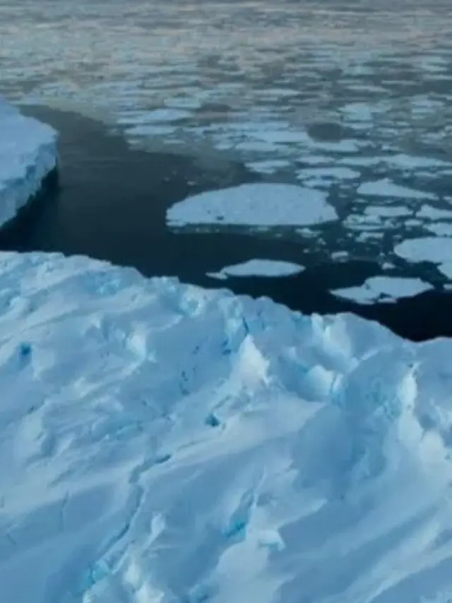 Viral, Bunga Mekar di Antartika Ini Berdampak Negatif dan Tandakan ...