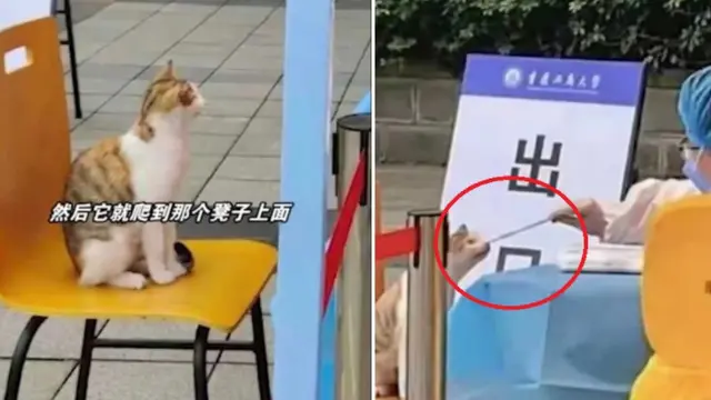 Top 3: Kisah Kucing yang Tak Mau Pergi Sebelum Dites Swab - Citizen6 ...