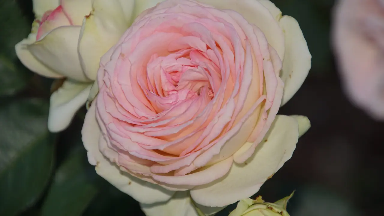 7 Jenis Bunga Mawar, Bisa Jadi Inspirasi untuk Kado Pasangan - Citizen6 ...