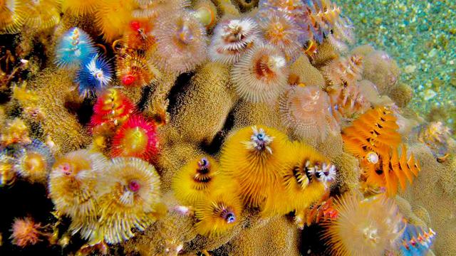 Lihat 10 Potret Makhluk Laut Cantik Ini, Bikin Jiwa Tenang dan Adem ...